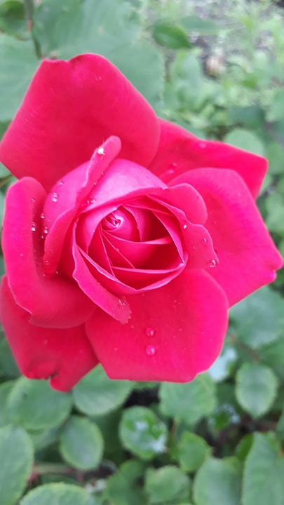 Trandafir Rose Liebe - Kostenloses Foto auf Pixabay - Pixabay