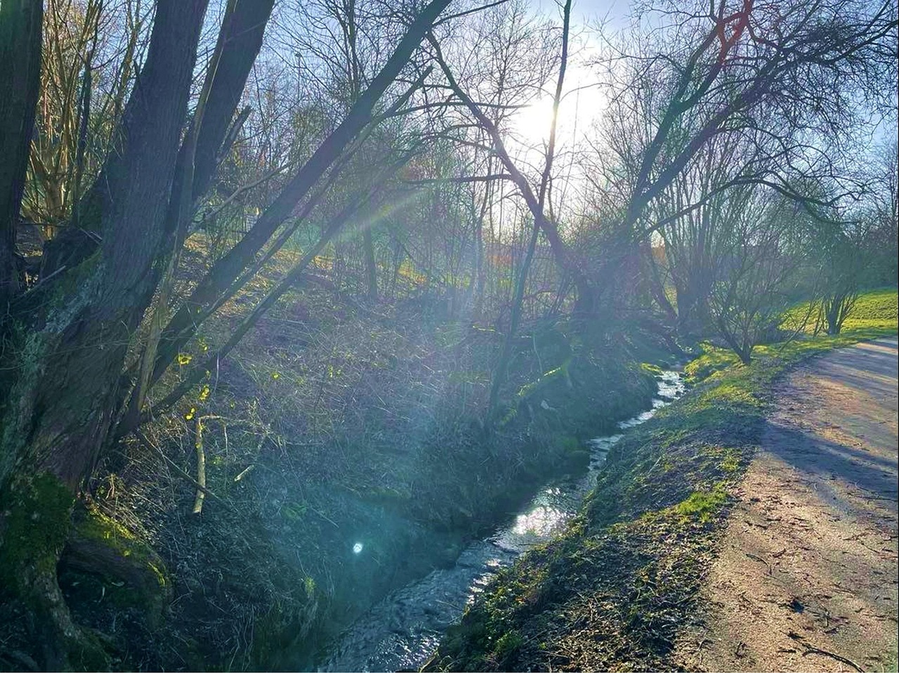 Arroyo Árboles Naturaleza - Foto gratis en Pixabay - Pixabay
