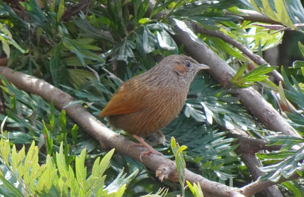 Streaked Laughingthrush - Free photo on Pixabay