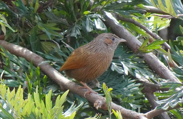 Streaked Laughingthrush - Free photo on Pixabay