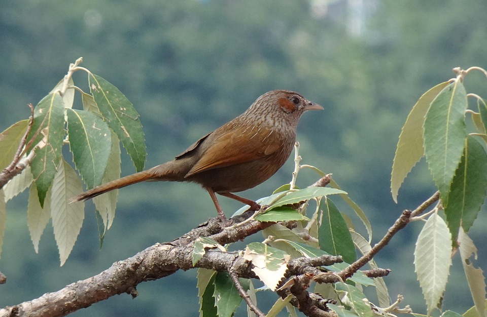 Streaked Laughingthrush - Free photo on Pixabay