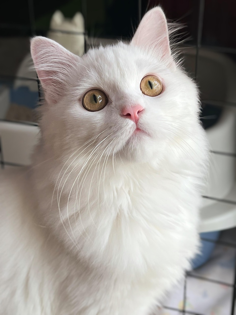 Animal Cat Félin De - Photo gratuite sur Pixabay - Pixabay