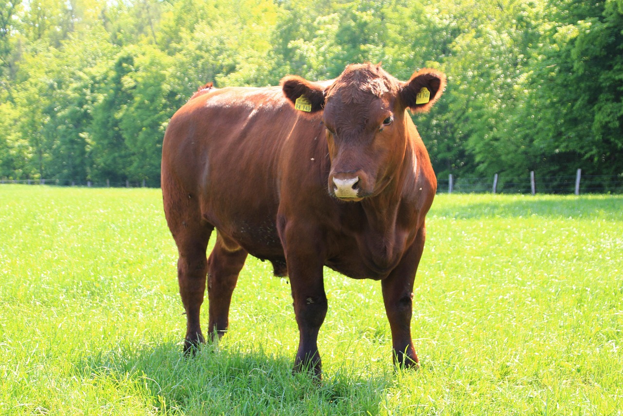 Bulle Ochse Stier - Kostenloses Foto auf Pixabay - Pixabay