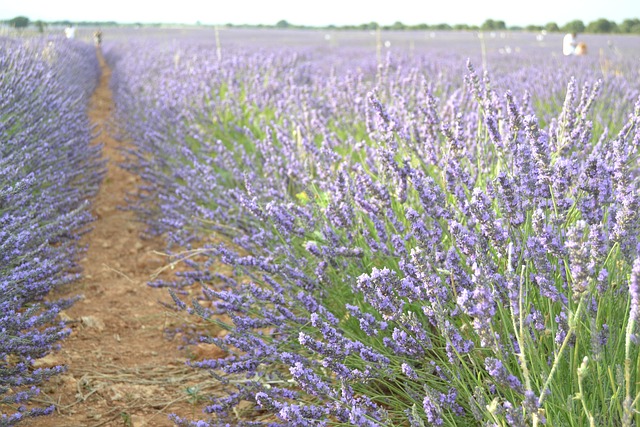 Lavanda Flores Natureza - Foto gratuita no Pixabay - Pixabay