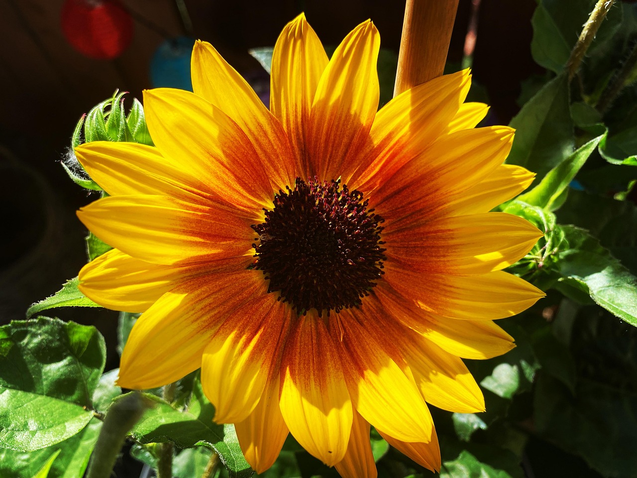 Bunga Matahari Kuning Musim Panas - Foto gratis di Pixabay - Pixabay