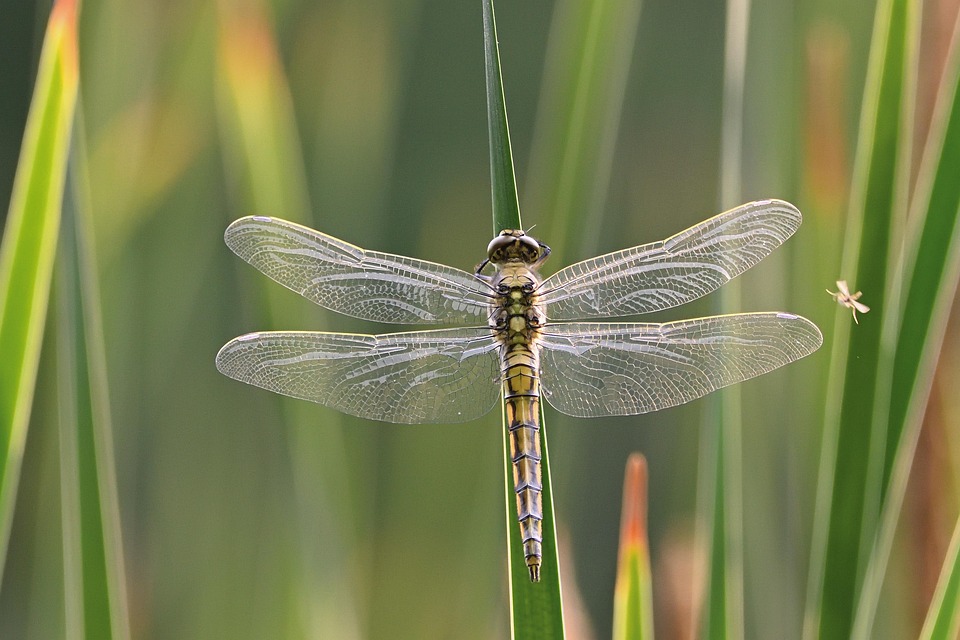 Dragon-Fly Dragonfly Sunrise - Free photo on Pixabay - Pixabay