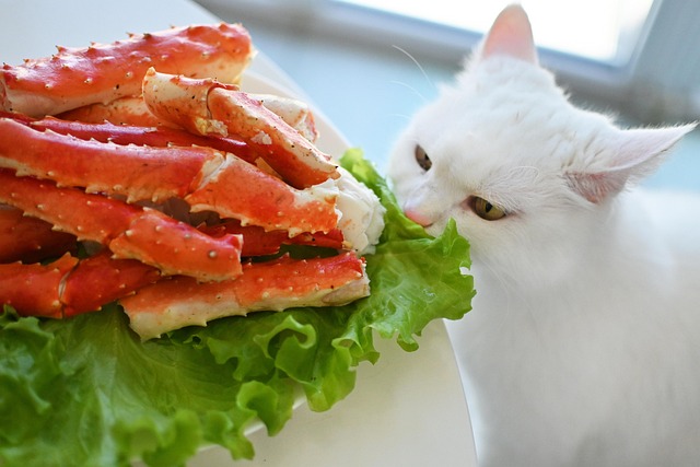 Cat Crab Claw - Free photo on Pixabay