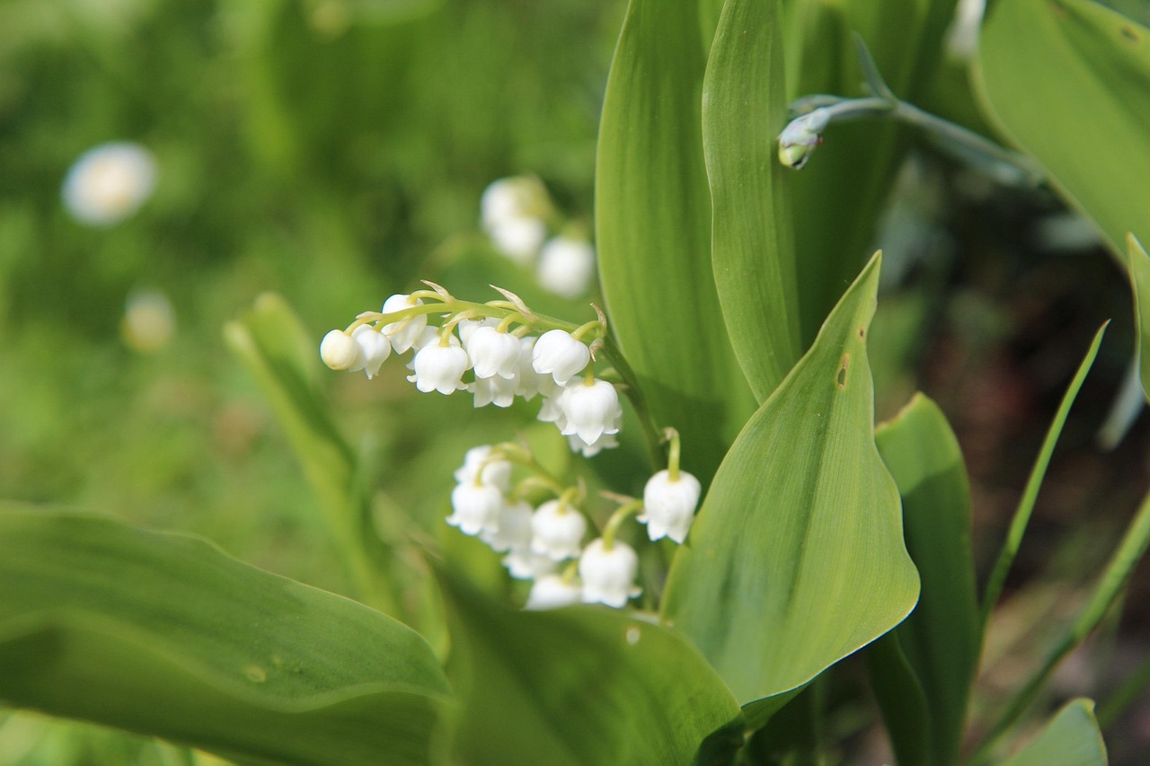 Setangkai Bunga Bakung Lembah Lily - Foto gratis di Pixabay - Pixabay