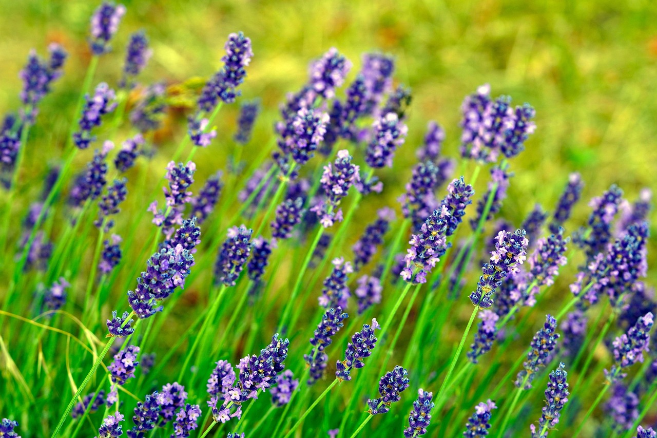 Lavender Herbs Blossom - Free photo on Pixabay
