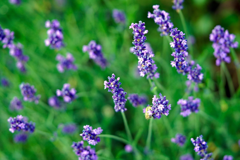 Lavender Blossom Bloom - Free photo on Pixabay