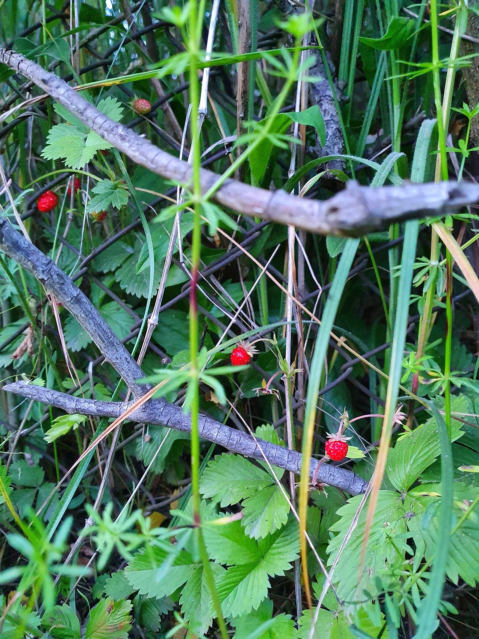 Nature Fraises Vert - Photo gratuite sur Pixabay - Pixabay