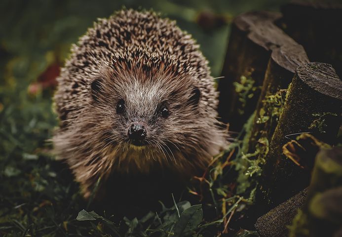 800+ Free Jeż & Hedgehog Images - Pixabay