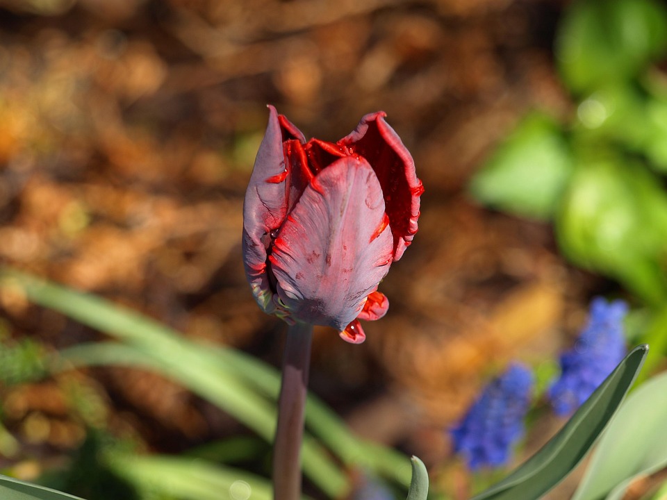 Tulip Punainen Kukka - Ilmainen valokuva Pixabayssa - Pixabay
