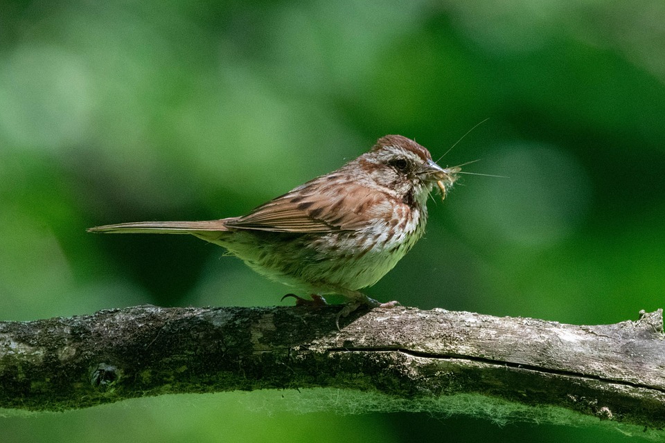 Song Sparrow Avian Ornithology - Free photo on Pixabay