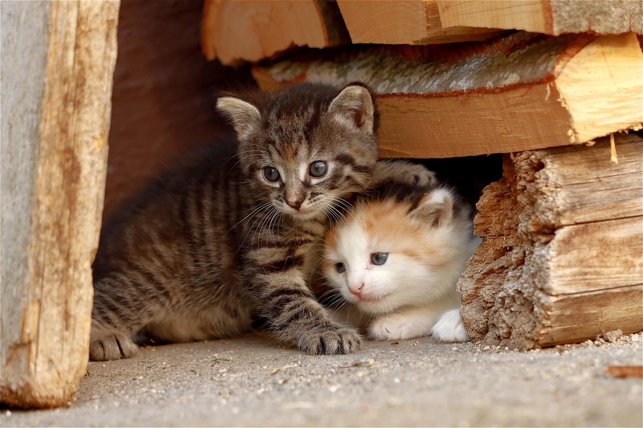 800+ kostenlose Katzenbaby und Haustier-Bilder - Pixabay