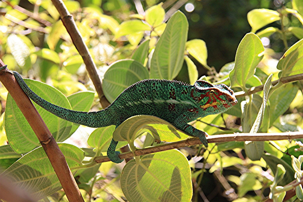 Madagascar Floresta Tropical Selva - Foto gratuita no Pixabay - Pixabay
