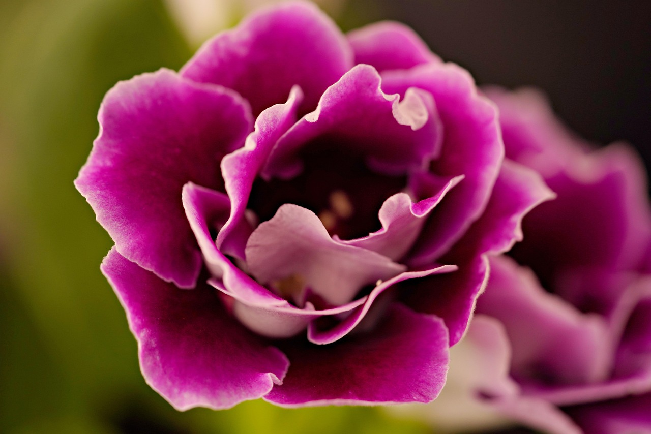 60+ Free Gloxinia & Nature Images - Pixabay
