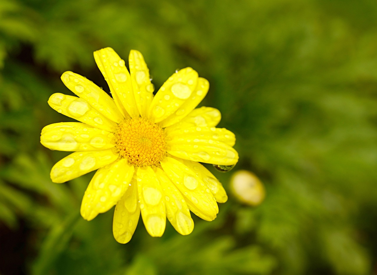 Kuning Bunga Aster Foto Gratis Di Pixabay Pixabay