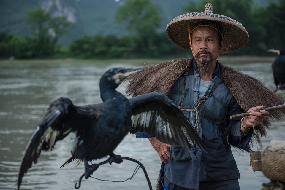 Cormorant Fisherman Cormorants - Free photo on Pixabay