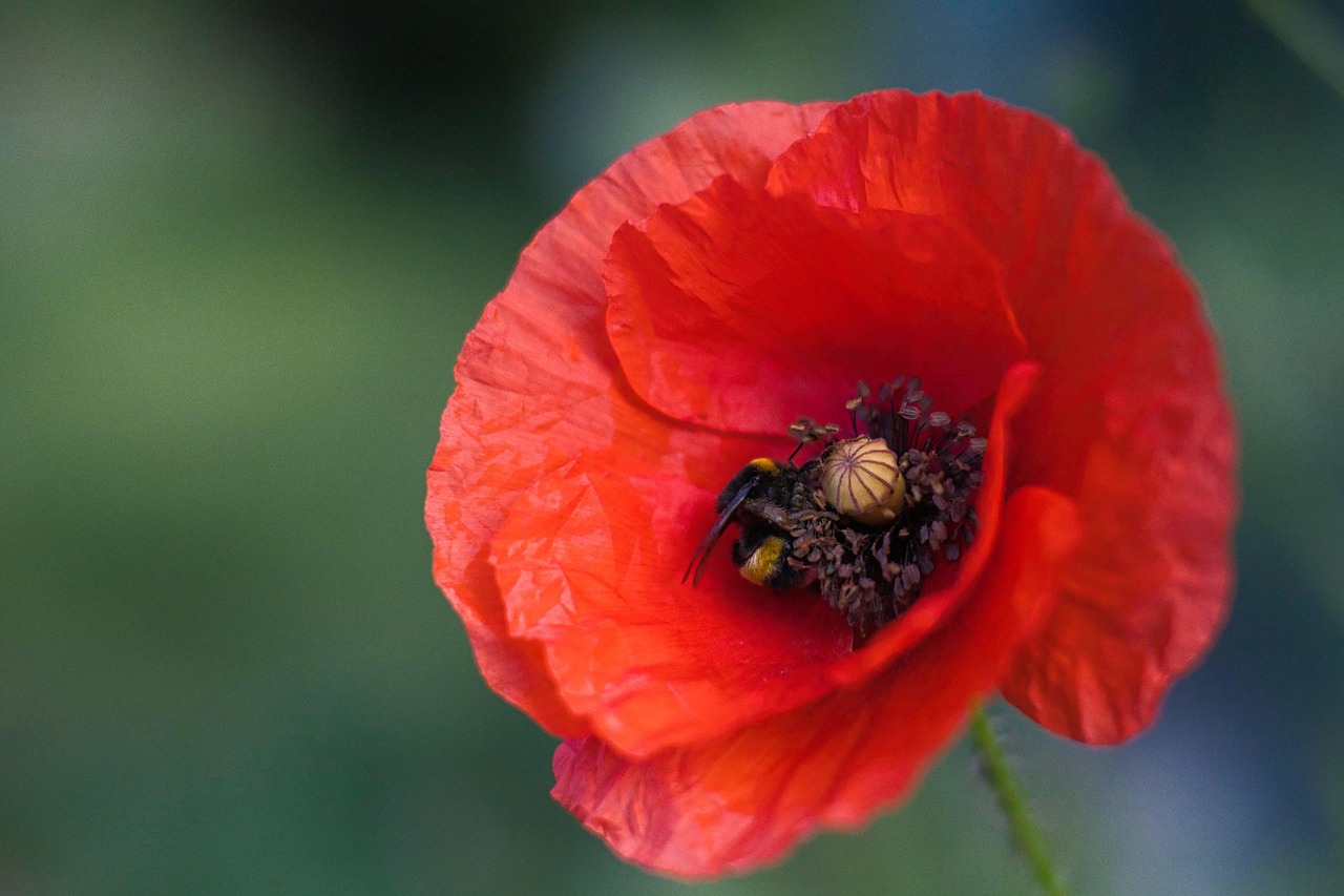 10,000+ Free Poppy & Nature Images - Pixabay