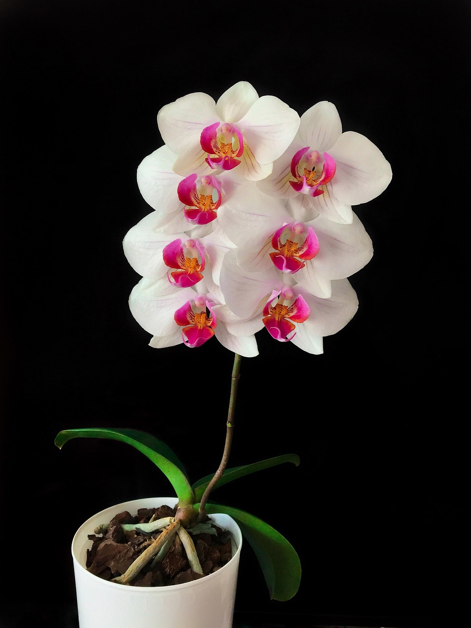 Orchidée Fleur Plantes - Photo gratuite sur Pixabay - Pixabay