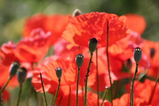 Poppy Flower Corn - Free photo on Pixabay