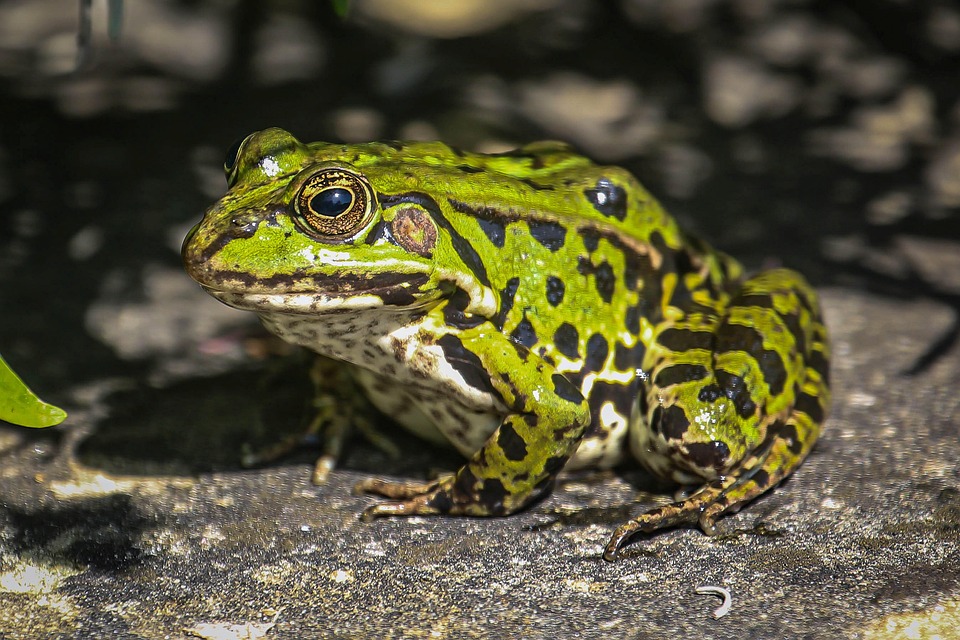 Garden Frog Toad - Free photo on Pixabay - Pixabay