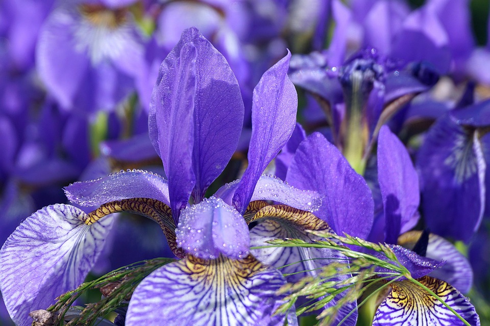 Iris Violet Flower - Free photo on Pixabay