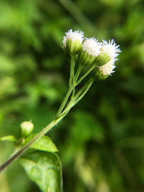 Flor Botánica Bloom - Foto gratis en Pixabay