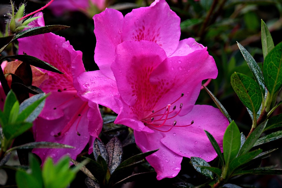 Bunga Azalea Alam - Foto gratis di Pixabay - Pixabay
