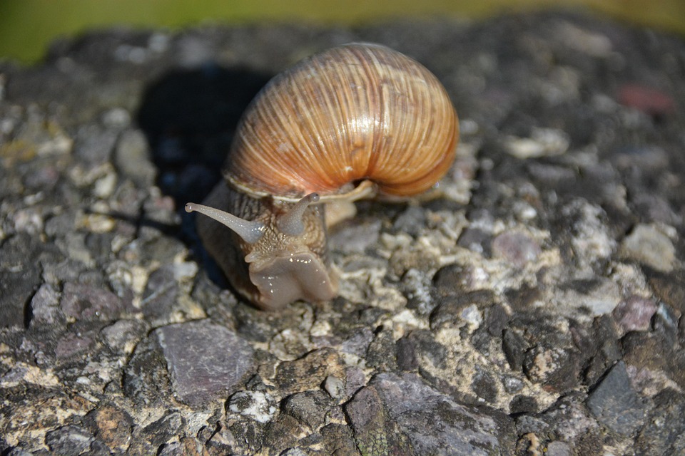 Snail Shell Mollusk - Free photo on Pixabay - Pixabay