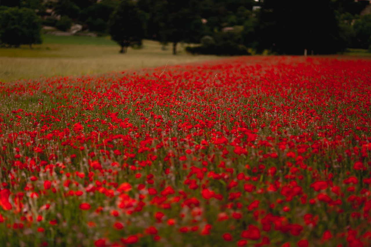 500.000 + Sfondo Primavera e Primavera immagini gratis - Pixabay