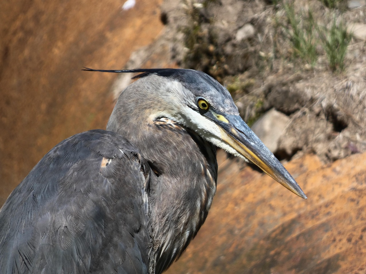 Great Blue Heron - Free photo on Pixabay - Pixabay