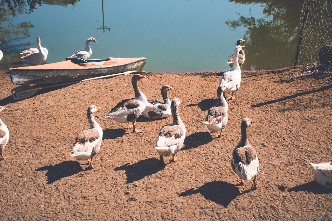 Duck Bird Canoe - Free photo on Pixabay - Pixabay