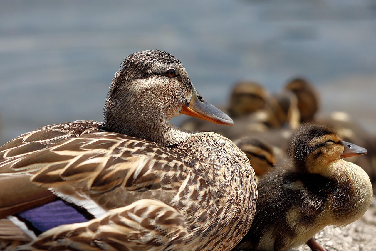 Mallard Duck Family Ducklings - Free photo on Pixabay