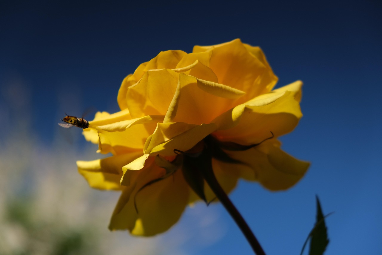 Rose Flower Insect Yellow - Free photo on Pixabay - Pixabay
