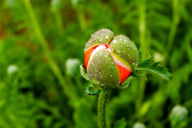 Fleur Bourgeon L'Été - Photo gratuite sur Pixabay - Pixabay
