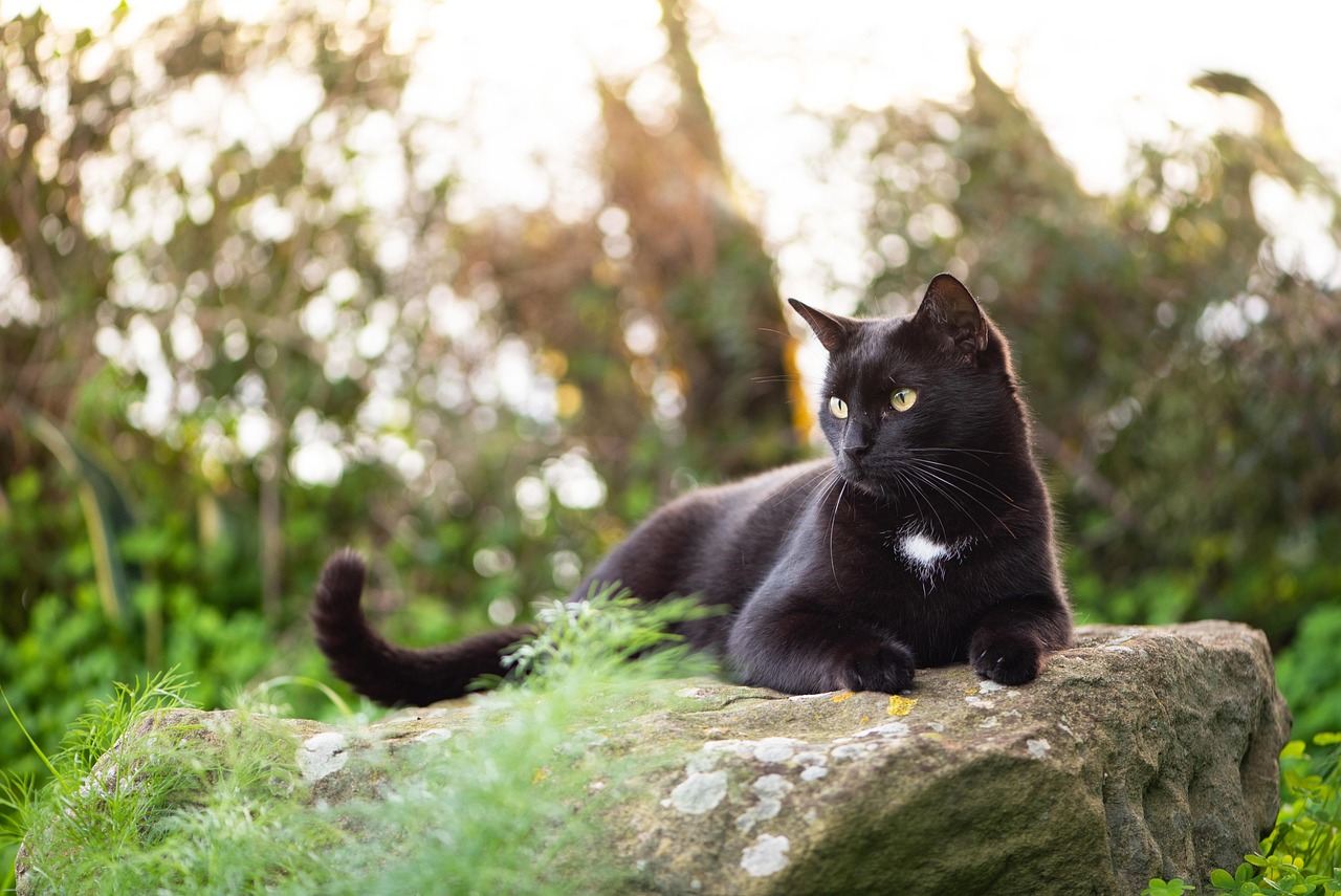Stray Animal Mammal - Free photo on Pixabay