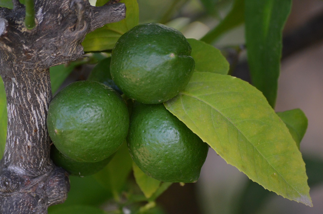Fruit Tree Lemon - Free photo on Pixabay
