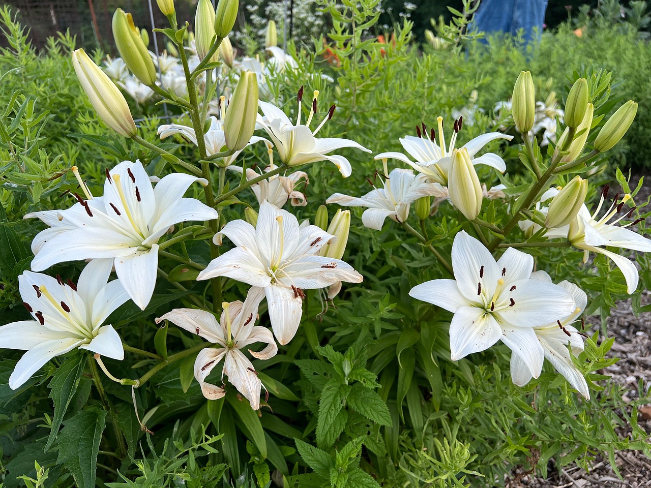 White Lily Clean Pure - Free photo on Pixabay - Pixabay