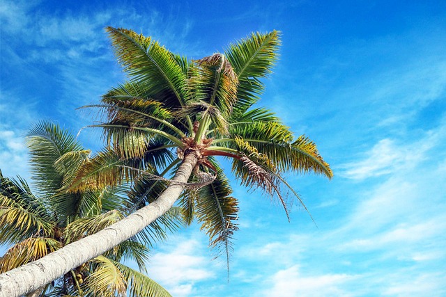 Forest Nature Coconut - Free photo on Pixabay