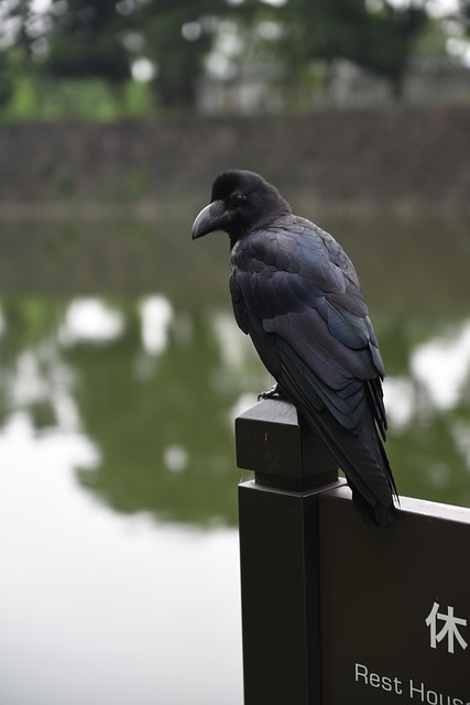 Crow Bird Animal - Free photo on Pixabay - Pixabay