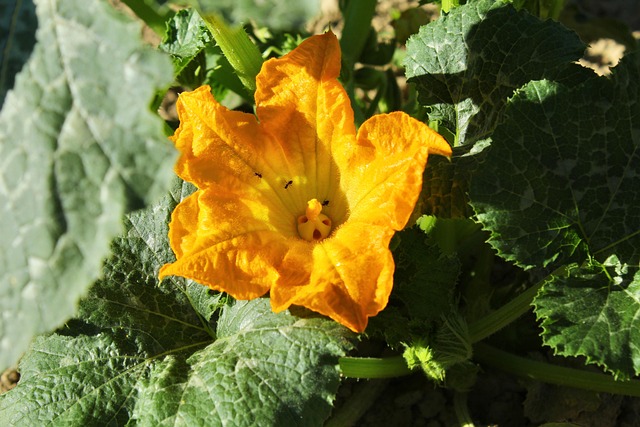 Fleur De Citrouille Plantes - Photo gratuite sur Pixabay - Pixabay