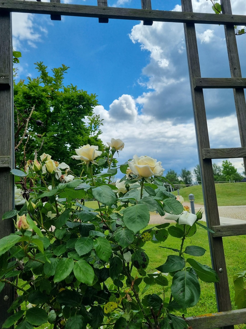 Des Roses Le Printemps Soleil - Photo gratuite sur Pixabay - Pixabay
