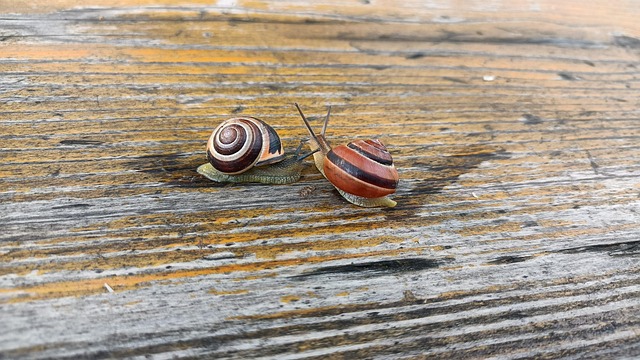 Helix Pomatia Snail Mollusk - Free photo on Pixabay - Pixabay