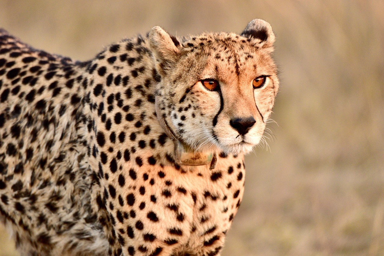 1 000 Free Cheetah Pictures Images In HD Pixabay