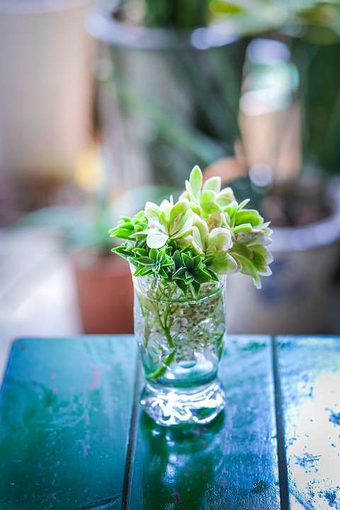 Hydrangea Bunga Tanaman - Foto gratis di Pixabay - Pixabay