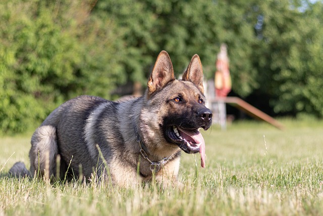 Perro Retrato Entrenador - Foto gratis en Pixabay - Pixabay