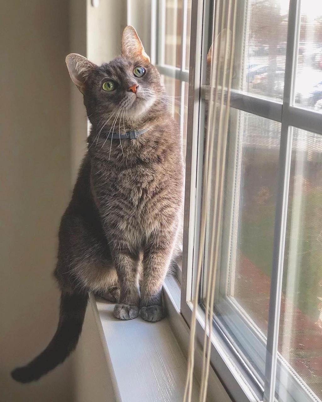 Curious Cat Window Green Eyes - Free photo on Pixabay - Pixabay