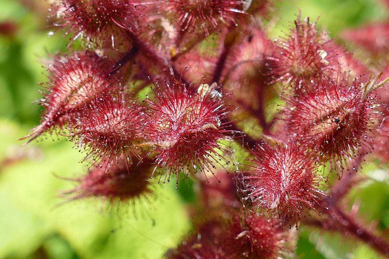 Japanese Wineberry Rubus - Free photo on Pixabay